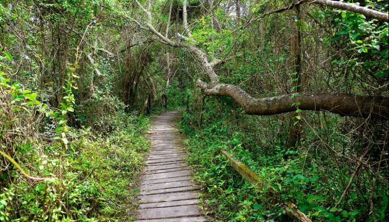 La Reserva Natural de Punta Lara, bajo amenaza - Periodata